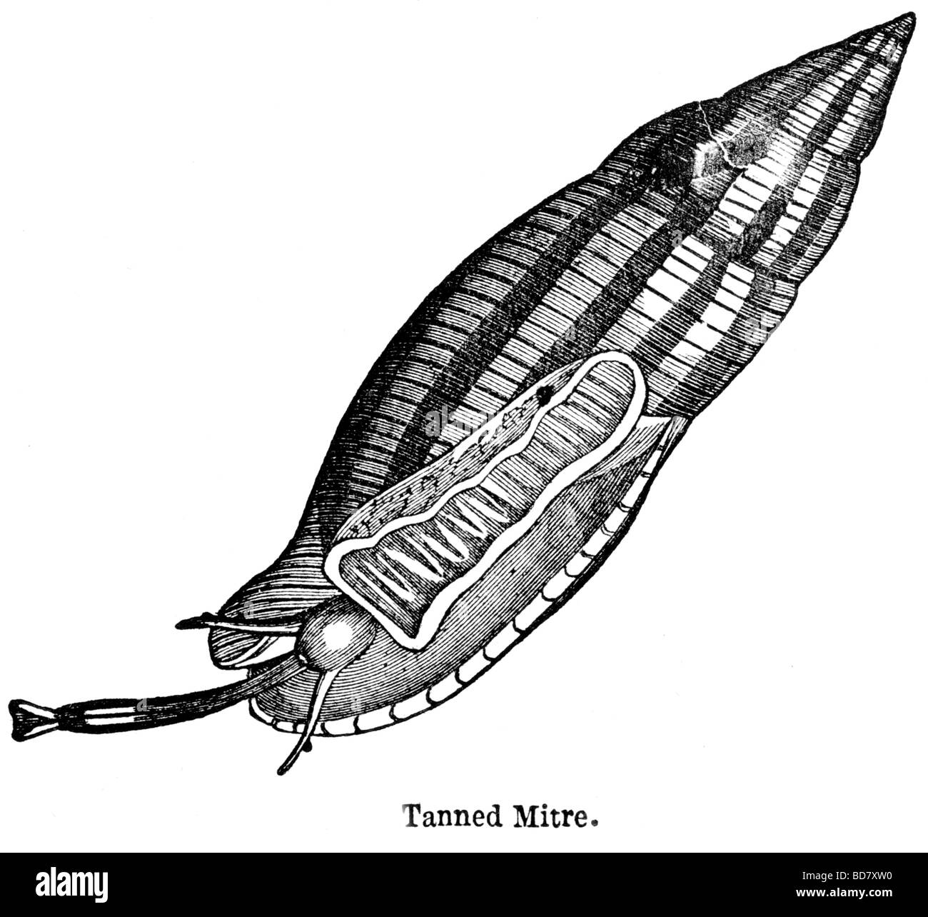 Mitre shell hi-res stock photography and images - Alamy