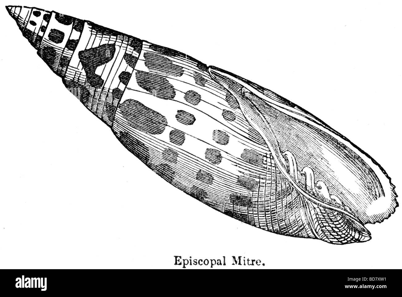 Mitre shell hi-res stock photography and images - Alamy