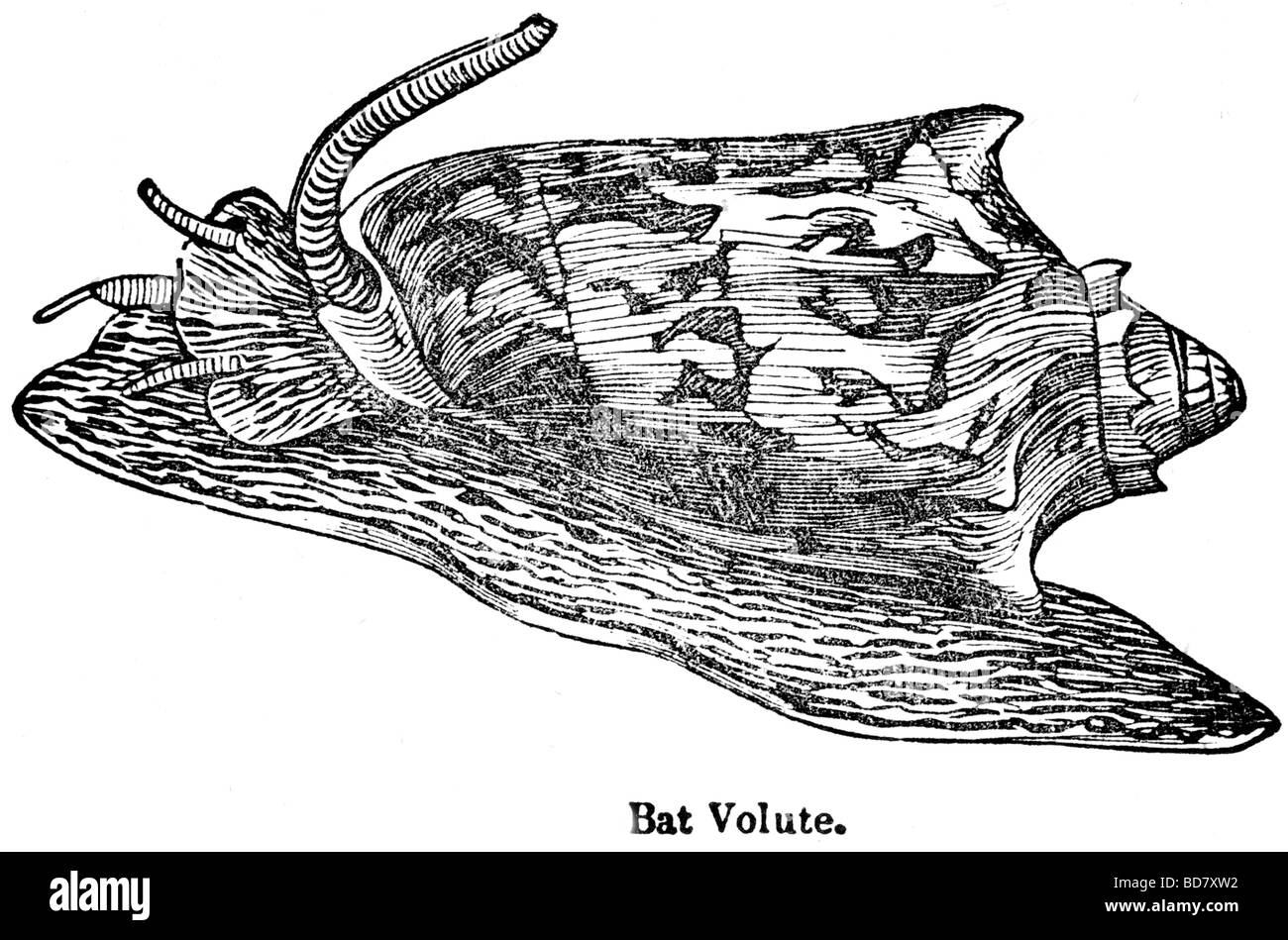 Volute hi-res stock photography and images - Alamy