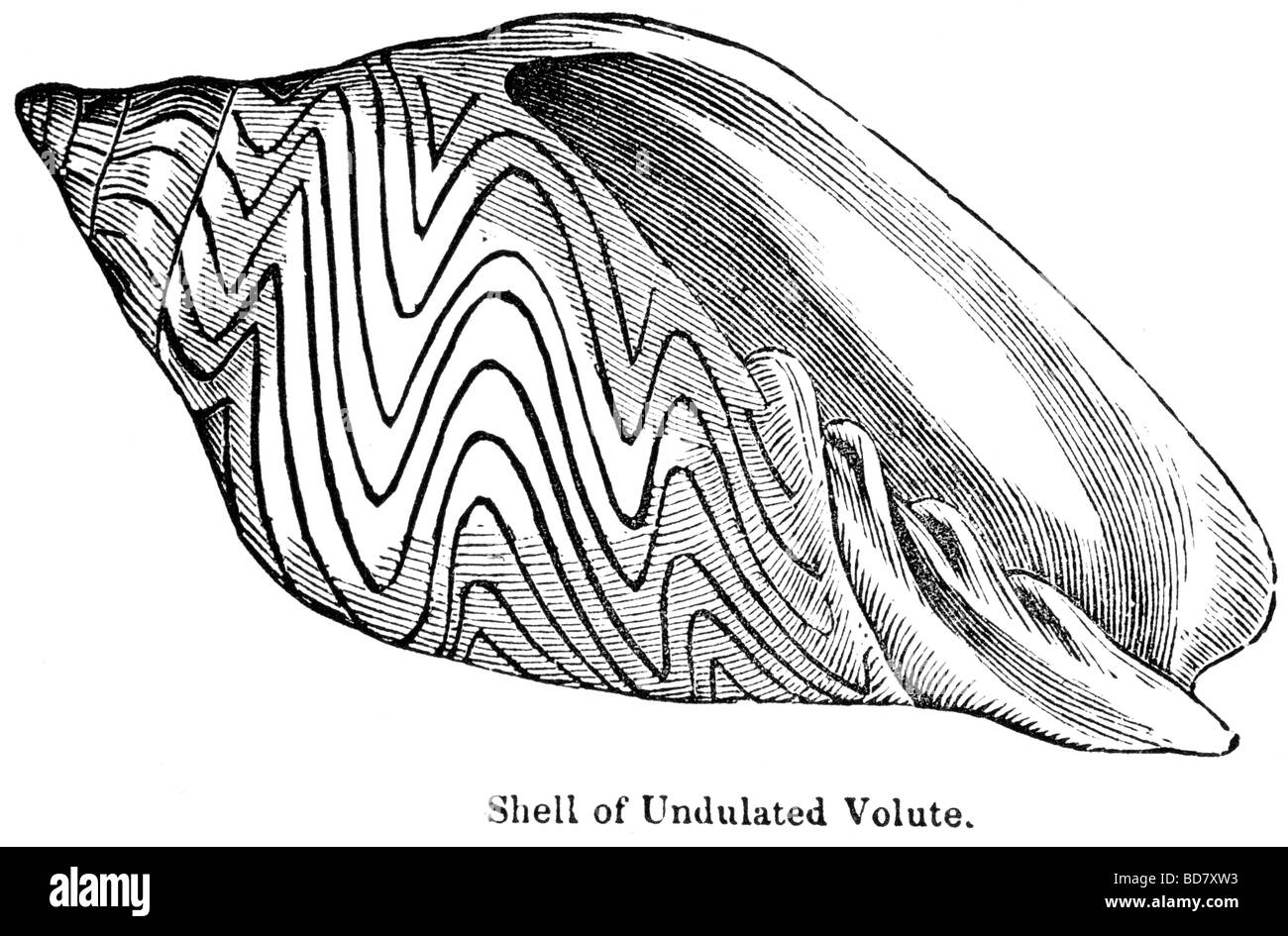 shell of undulated volute Stock Photo - Alamy