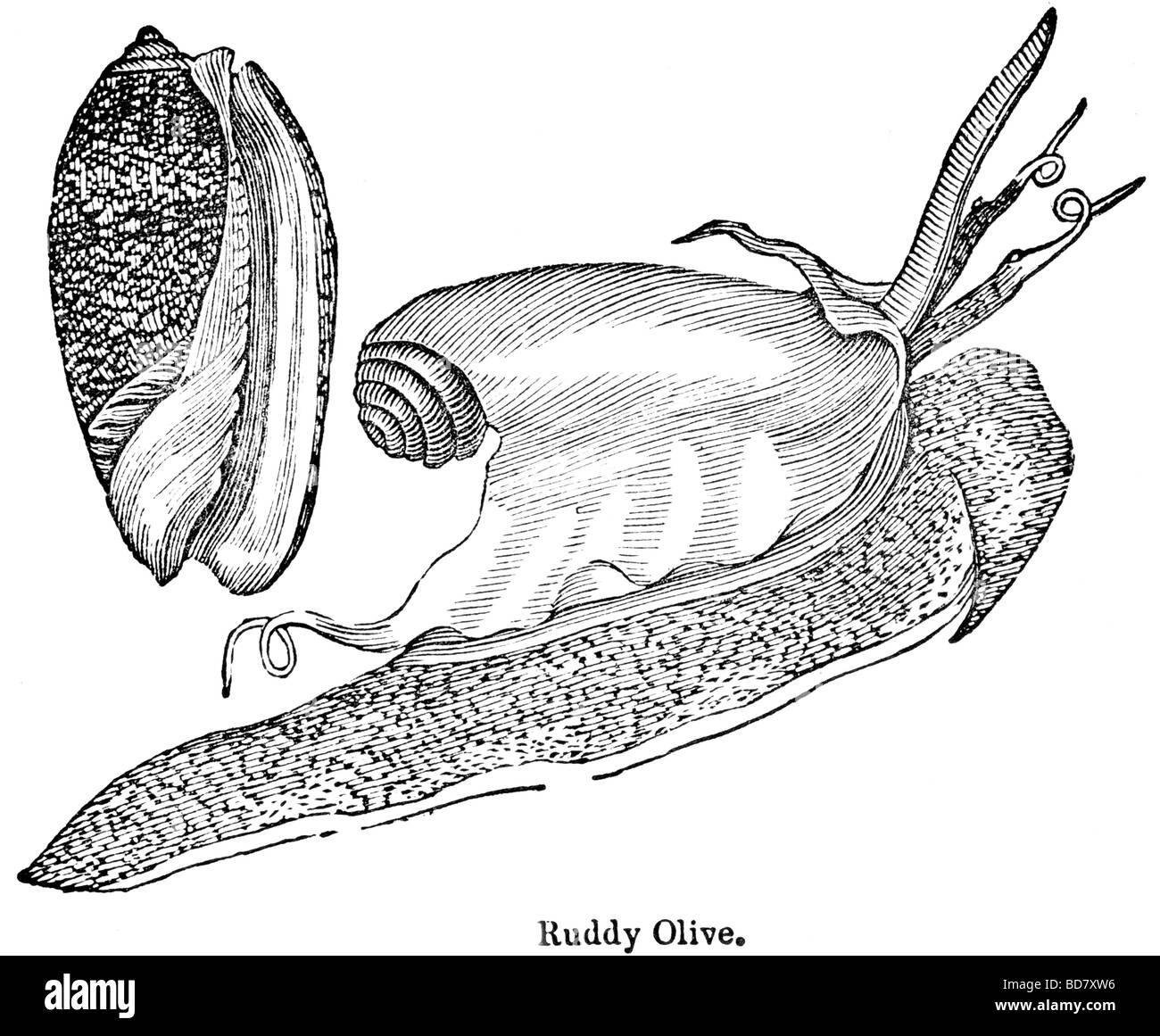 Olive snail hi-res stock photography and images - Alamy