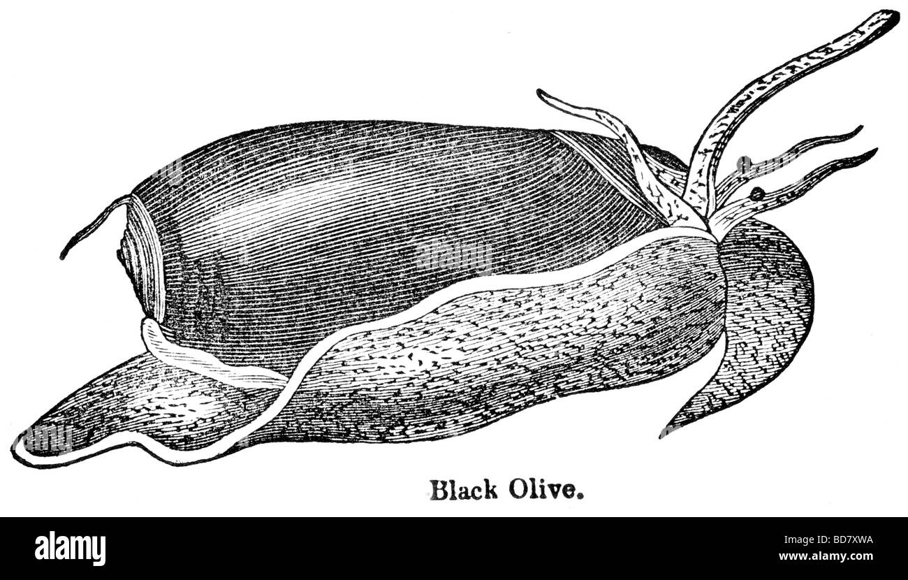 Black white olive drawing Black and White Stock Photos & Images - Alamy