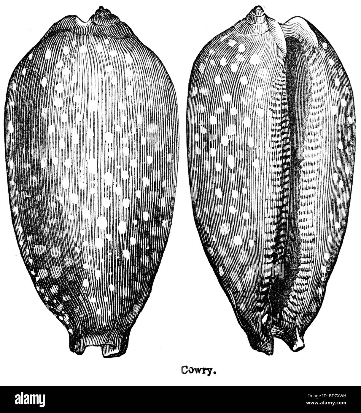 Cowry hand hi-res stock photography and images - Alamy