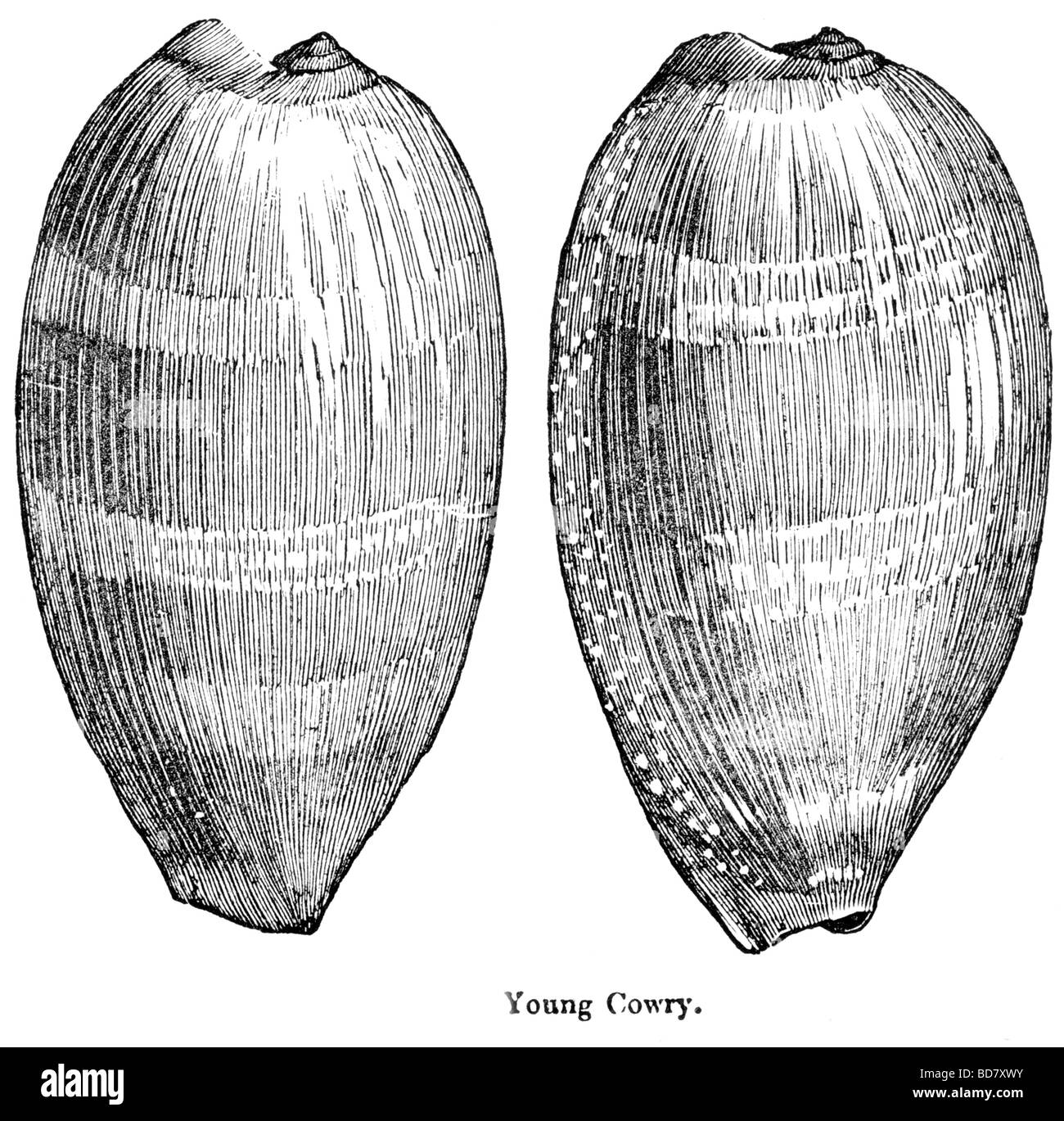 Cowry hand hi-res stock photography and images - Alamy