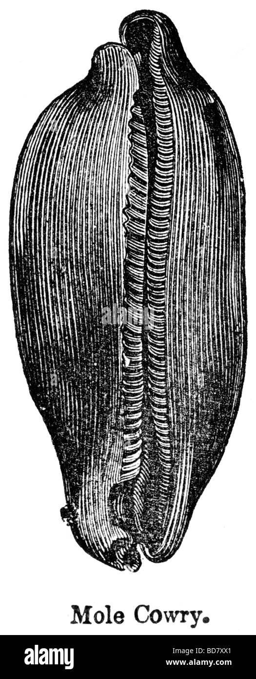 Mole animal hand hi-res stock photography and images - Alamy