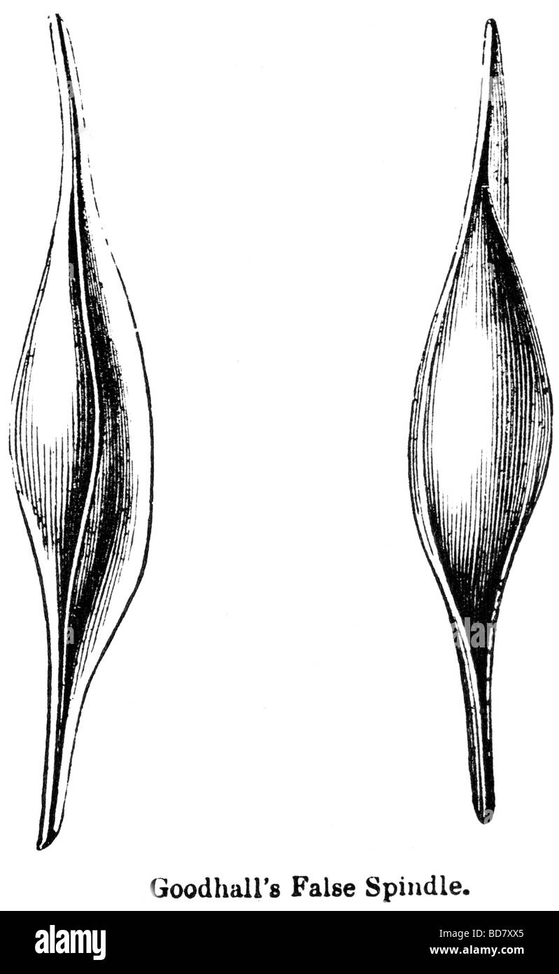 goodhall s false spindle Stock Photo - Alamy