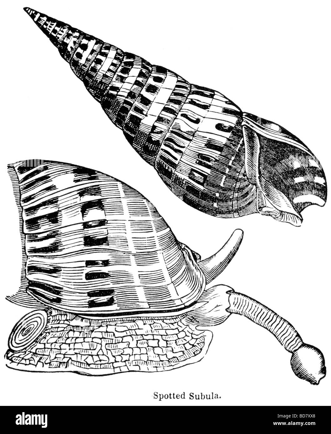 Subula hi-res stock photography and images - Alamy