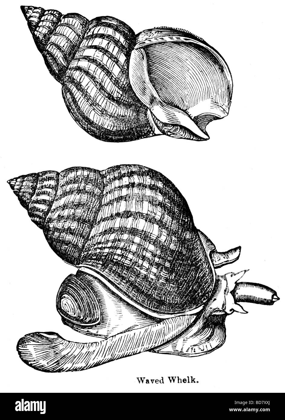 Whelk Black and White Stock Photos & Images - Alamy