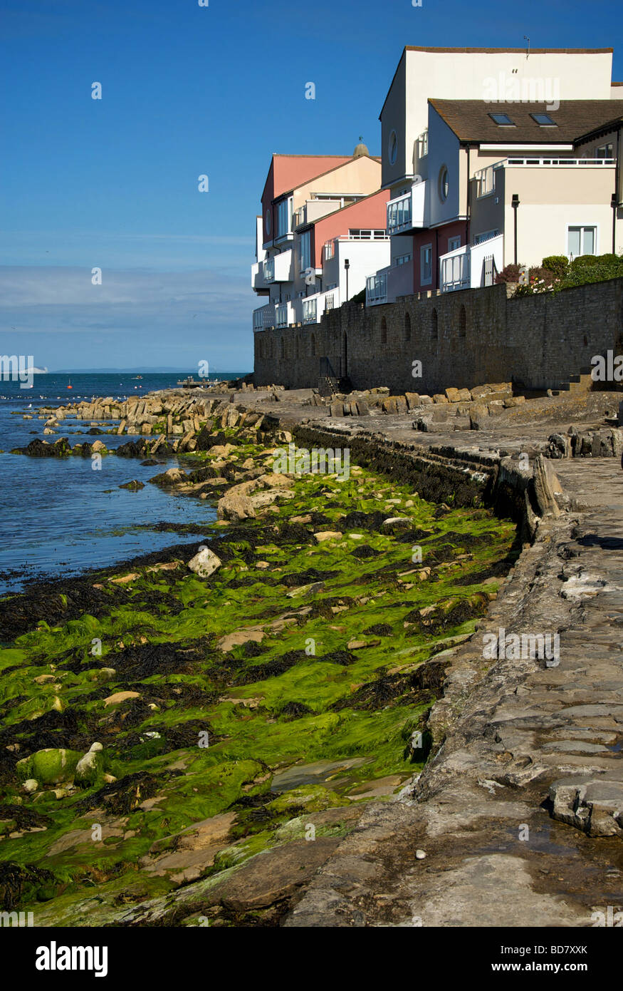 Swanage Peninsula Dorset UK Sea Holiday Resort Rocks Seaweed Stock ...