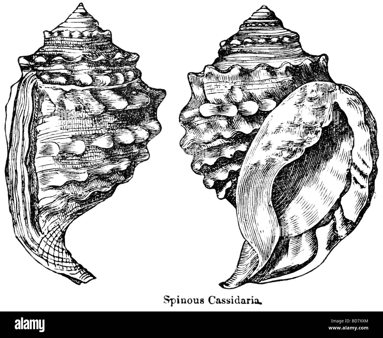 Spinous hi-res stock photography and images - Alamy