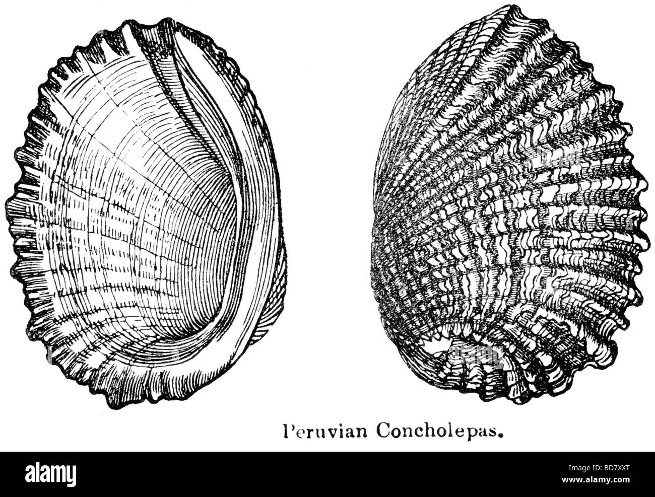 Peruvian press hi-res stock photography and images - Alamy