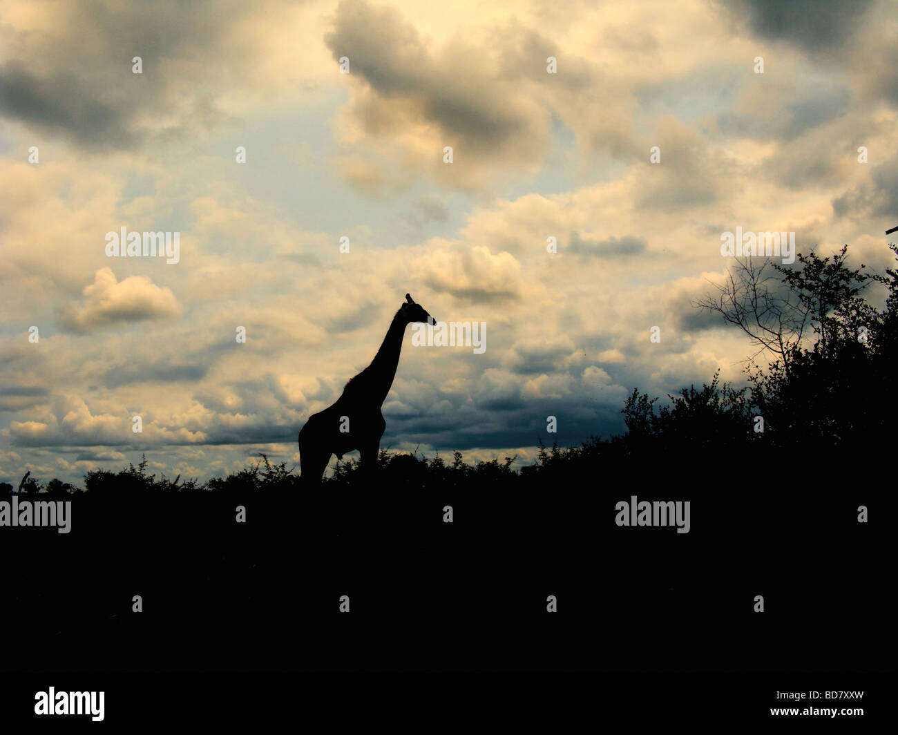 Giraffe at Sunrise Giraffa Camelopardis Kruger NP South Africa Stock ...