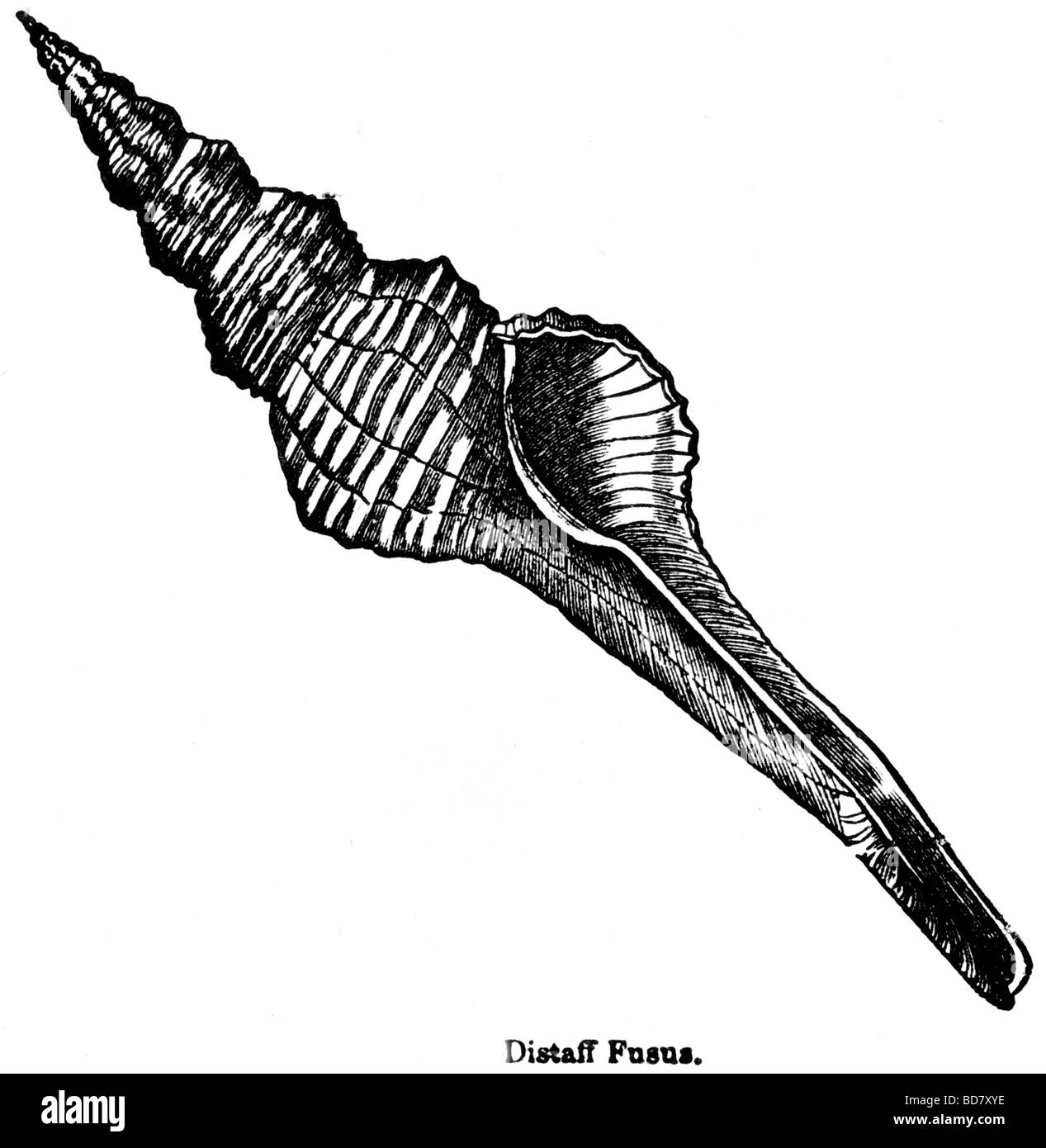 Fusus Black and White Stock Photos & Images - Alamy