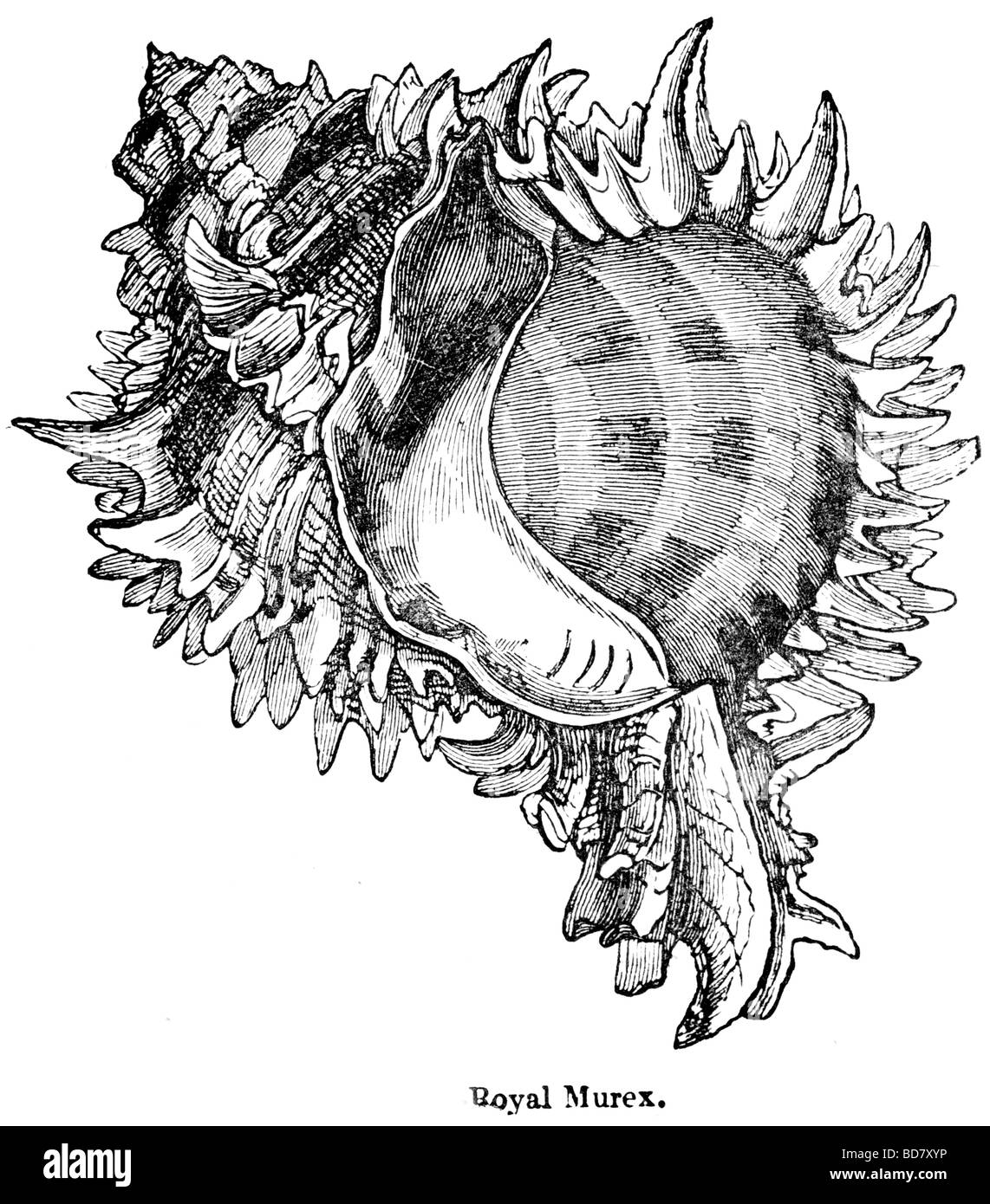 Royal murex hi-res stock photography and images - Alamy