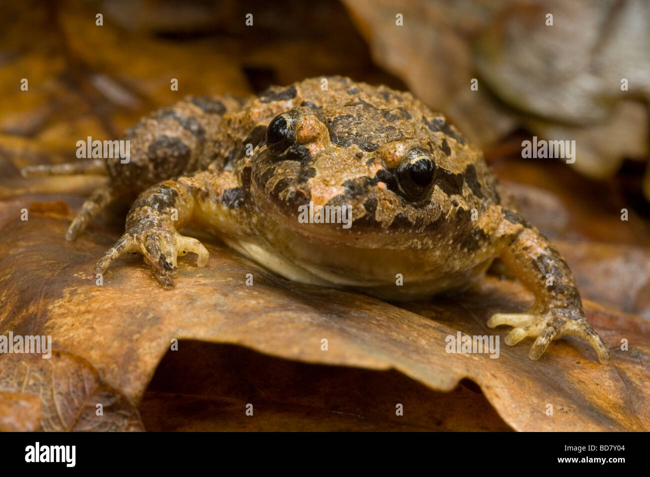Iberian painted frog (Discoglossus galganoi Stock Photo - Alamy