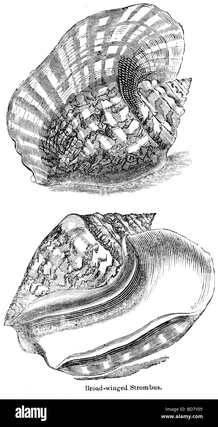 Strombus hi-res stock photography and images - Alamy