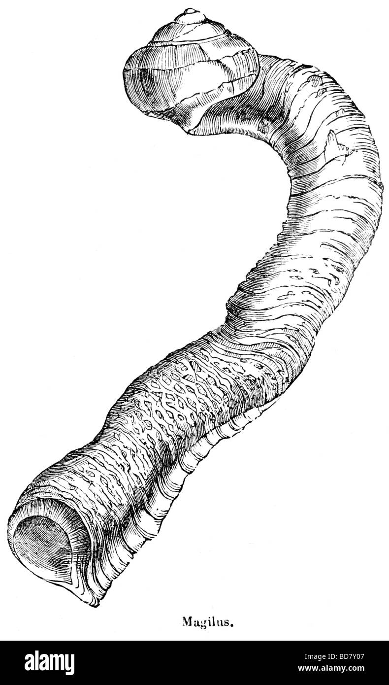 Magilus hi-res stock photography and images - Alamy