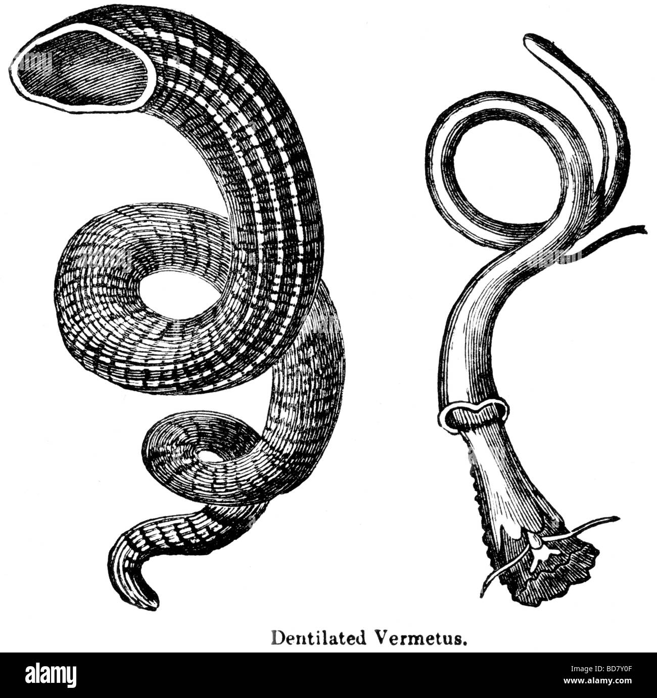 Vermetus High Resolution Stock Photography and Images - Alamy