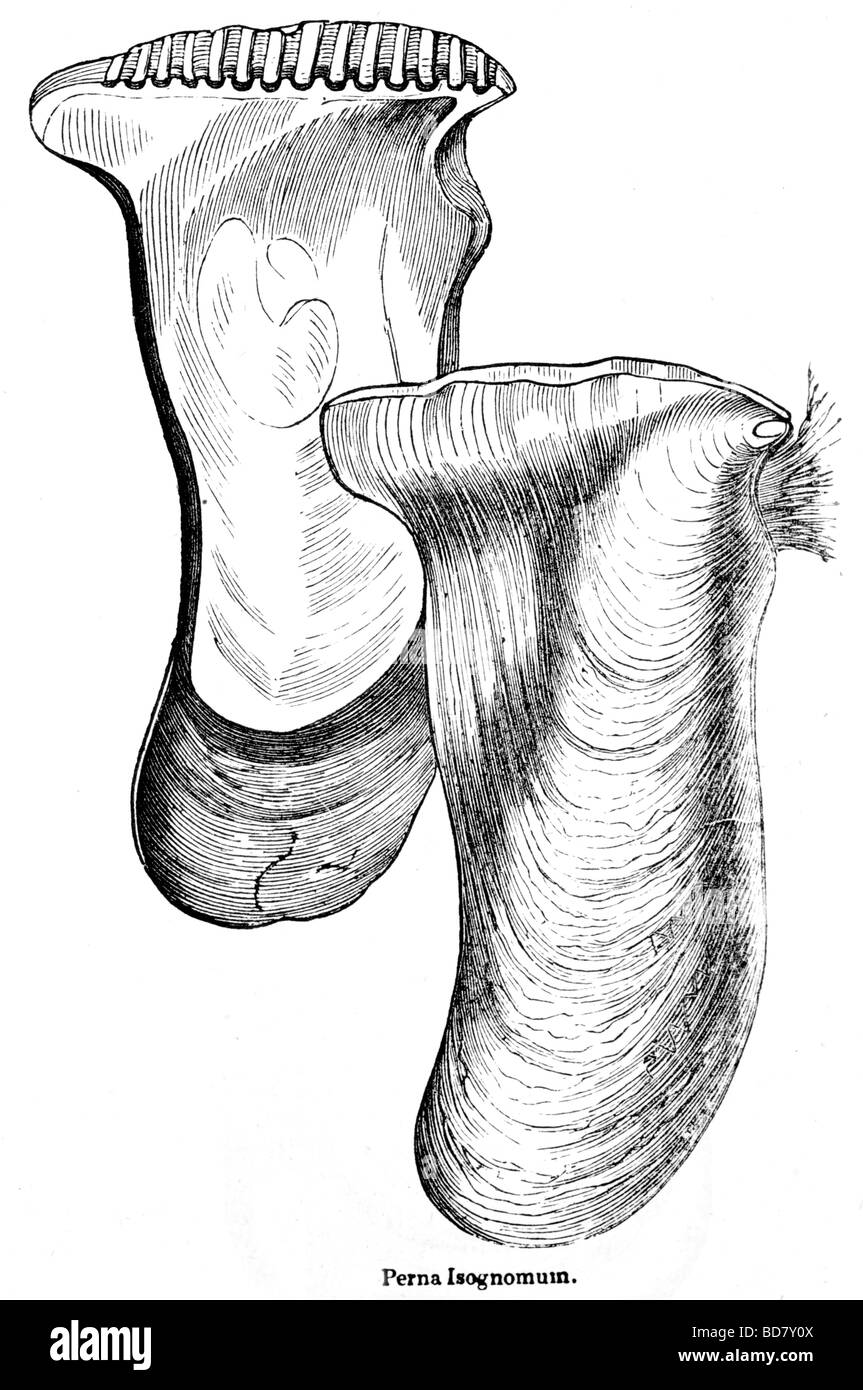 Perna hi-res stock photography and images - Alamy