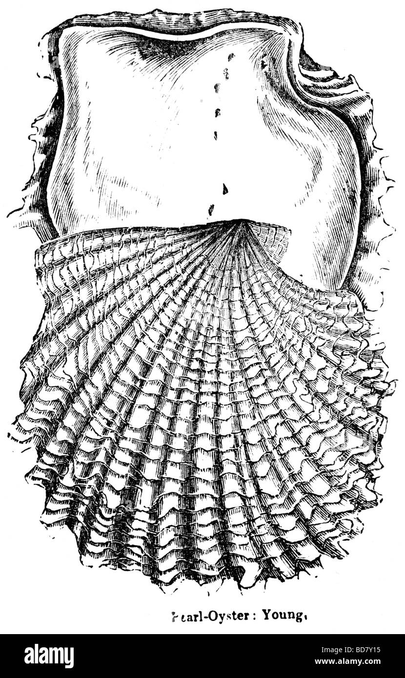 Pearl oyster Black and White Stock Photos & Images - Alamy