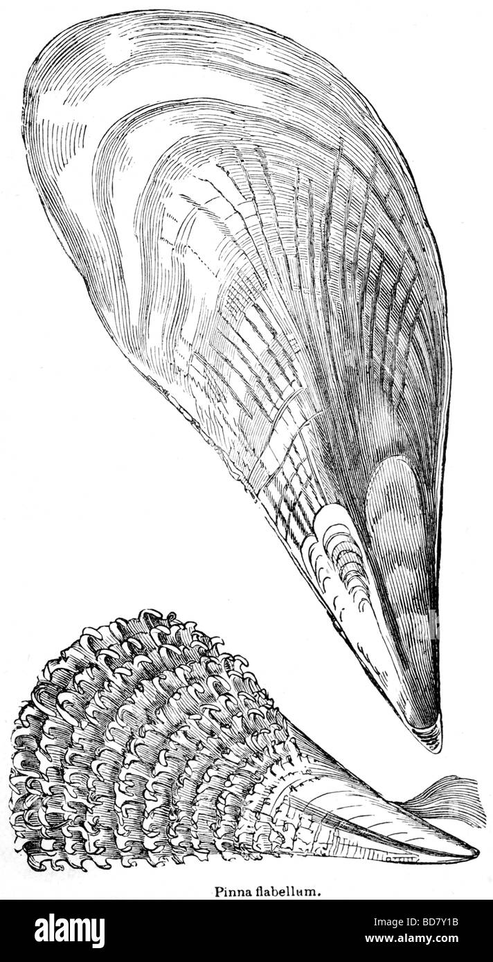 Flabellum Black and White Stock Photos & Images - Alamy