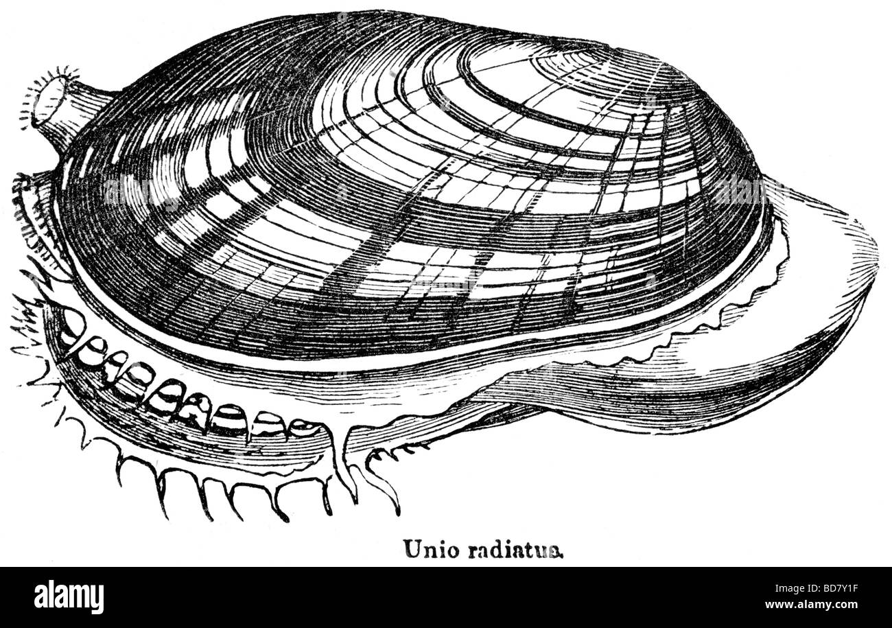 Unio radiatus hi-res stock photography and images - Alamy
