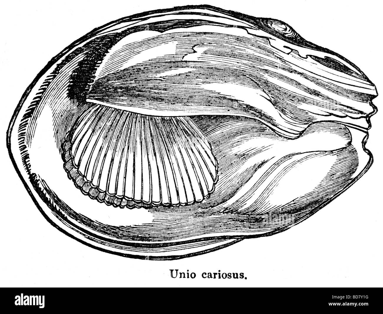 Unio cariosus hi-res stock photography and images - Alamy