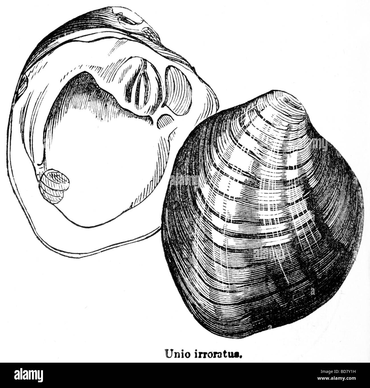 Unio Black and White Stock Photos & Images - Alamy