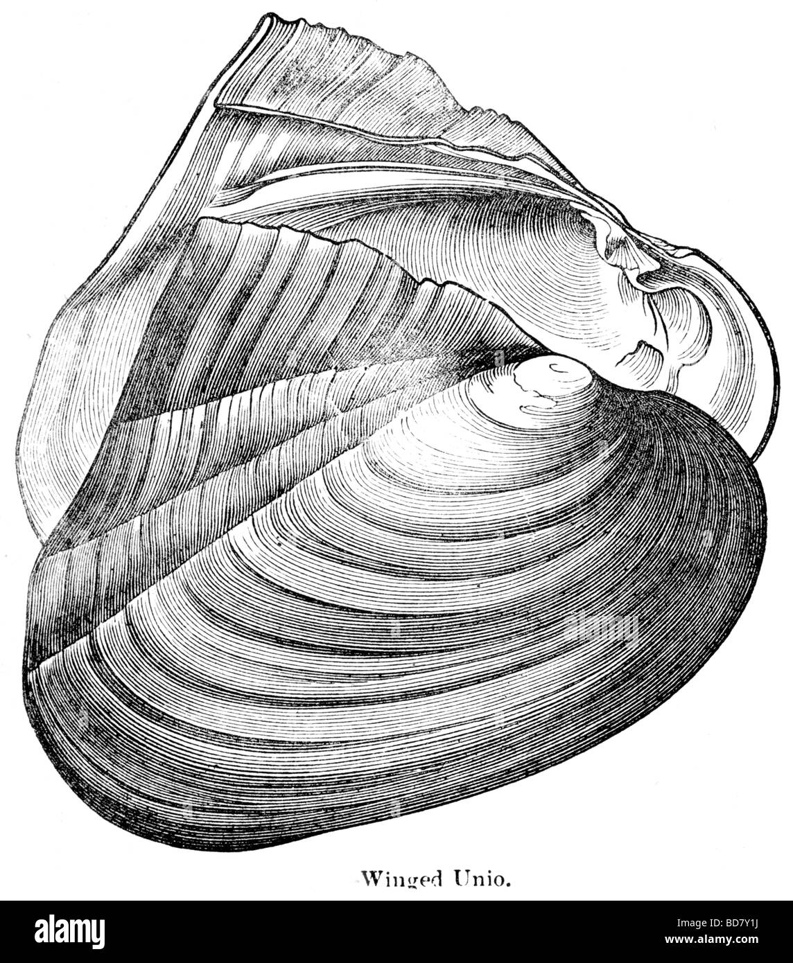 Unio Black and White Stock Photos & Images - Alamy