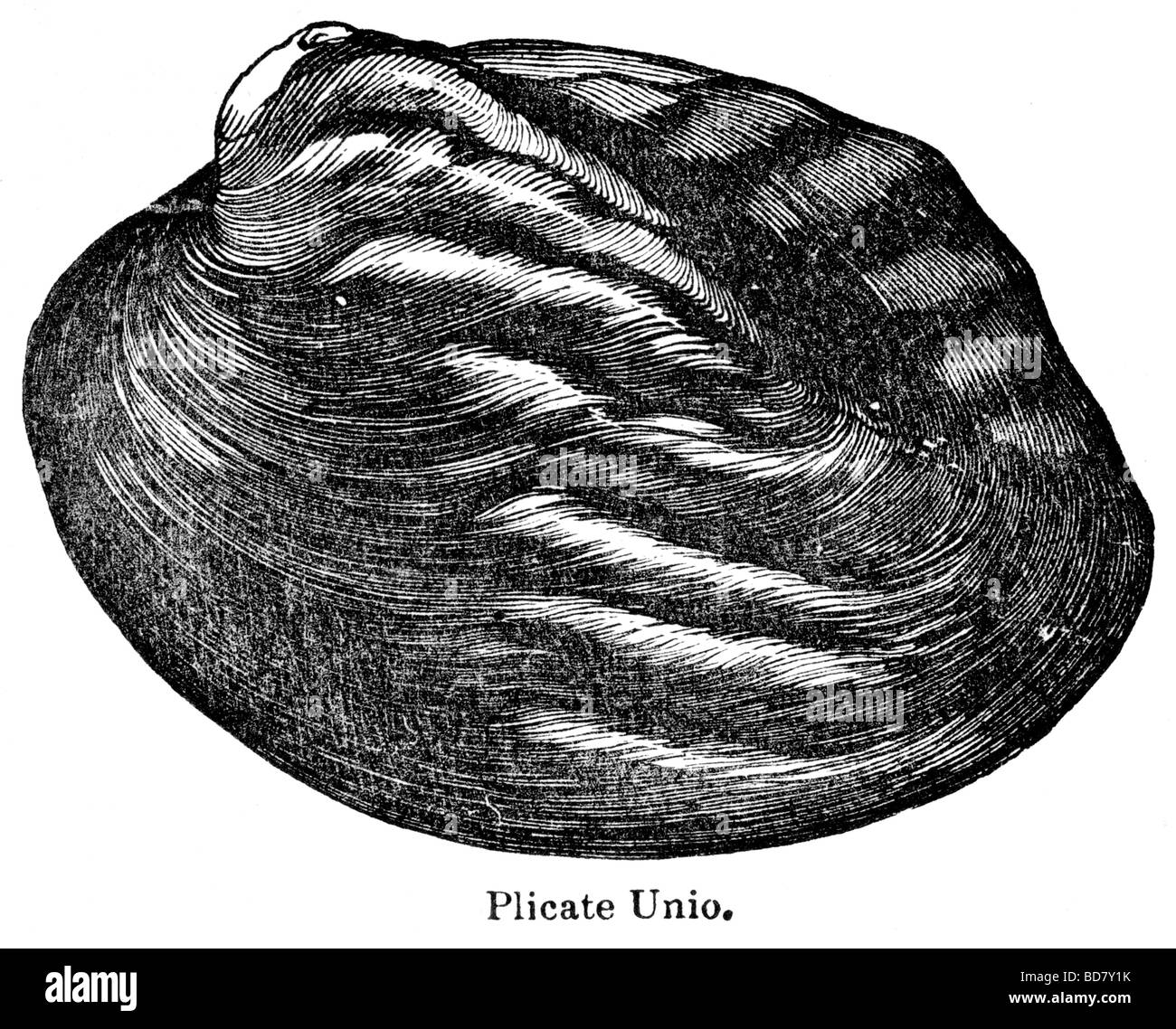 Horseshoe crab with barnacles hi-res stock photography and images - Alamy