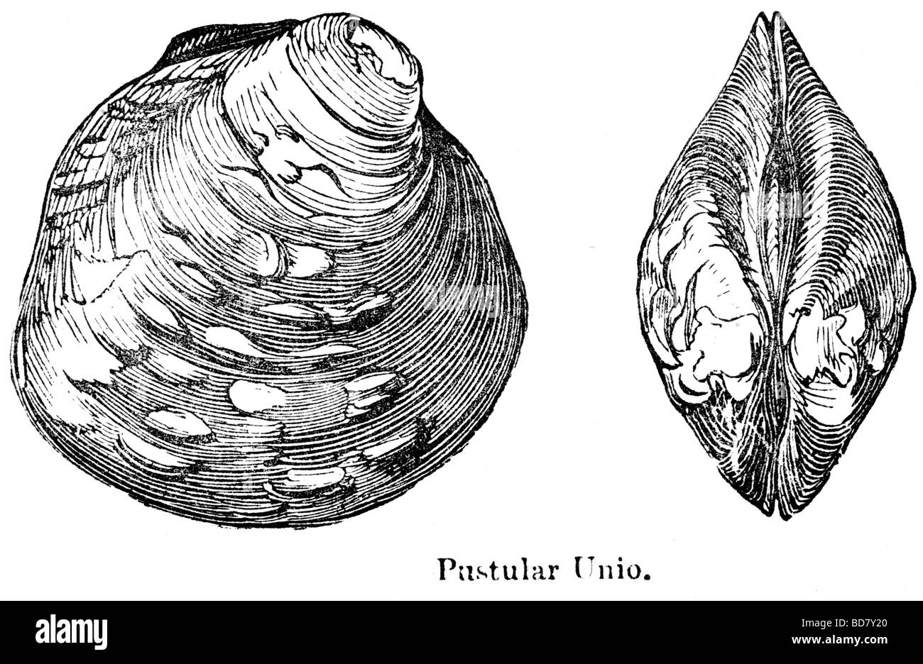 Pustular hi-res stock photography and images - Alamy