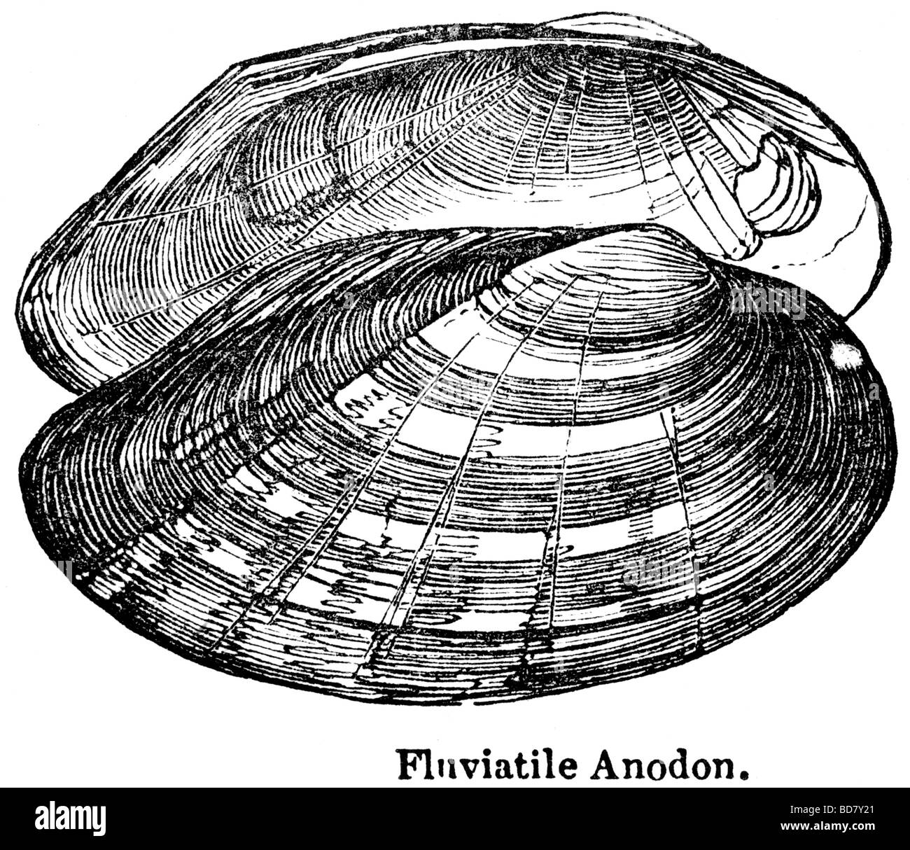 Fluviatile anodon hi-res stock photography and images - Alamy