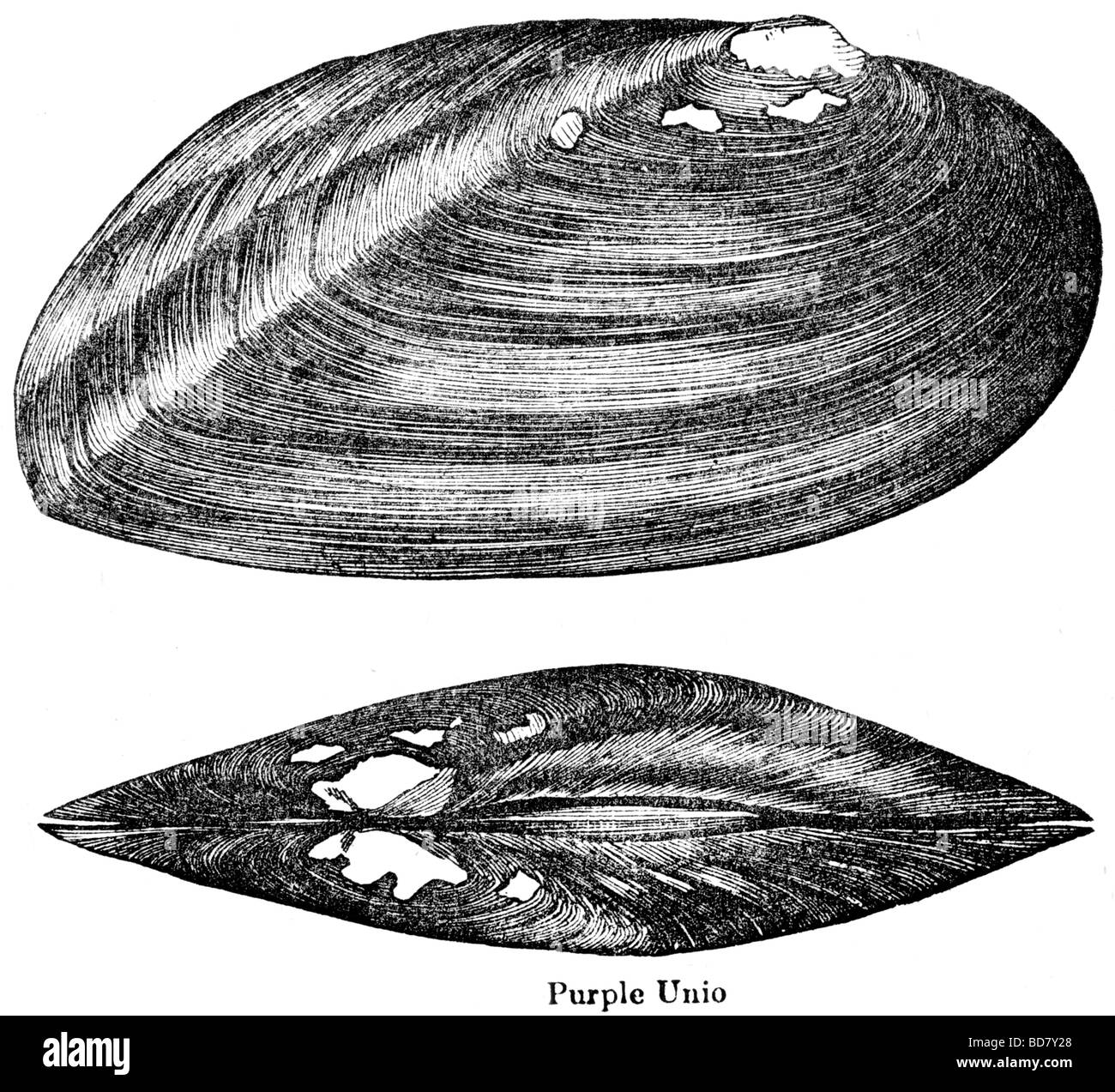 Unio Black and White Stock Photos & Images - Alamy