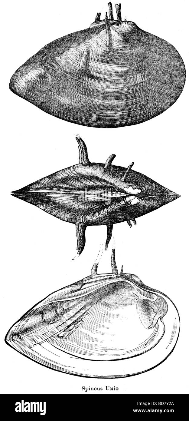 Unio Black and White Stock Photos & Images - Alamy