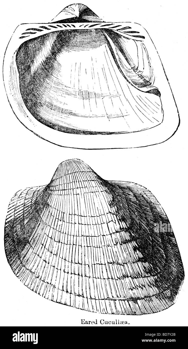 Black eared Black and White Stock Photos & Images - Alamy