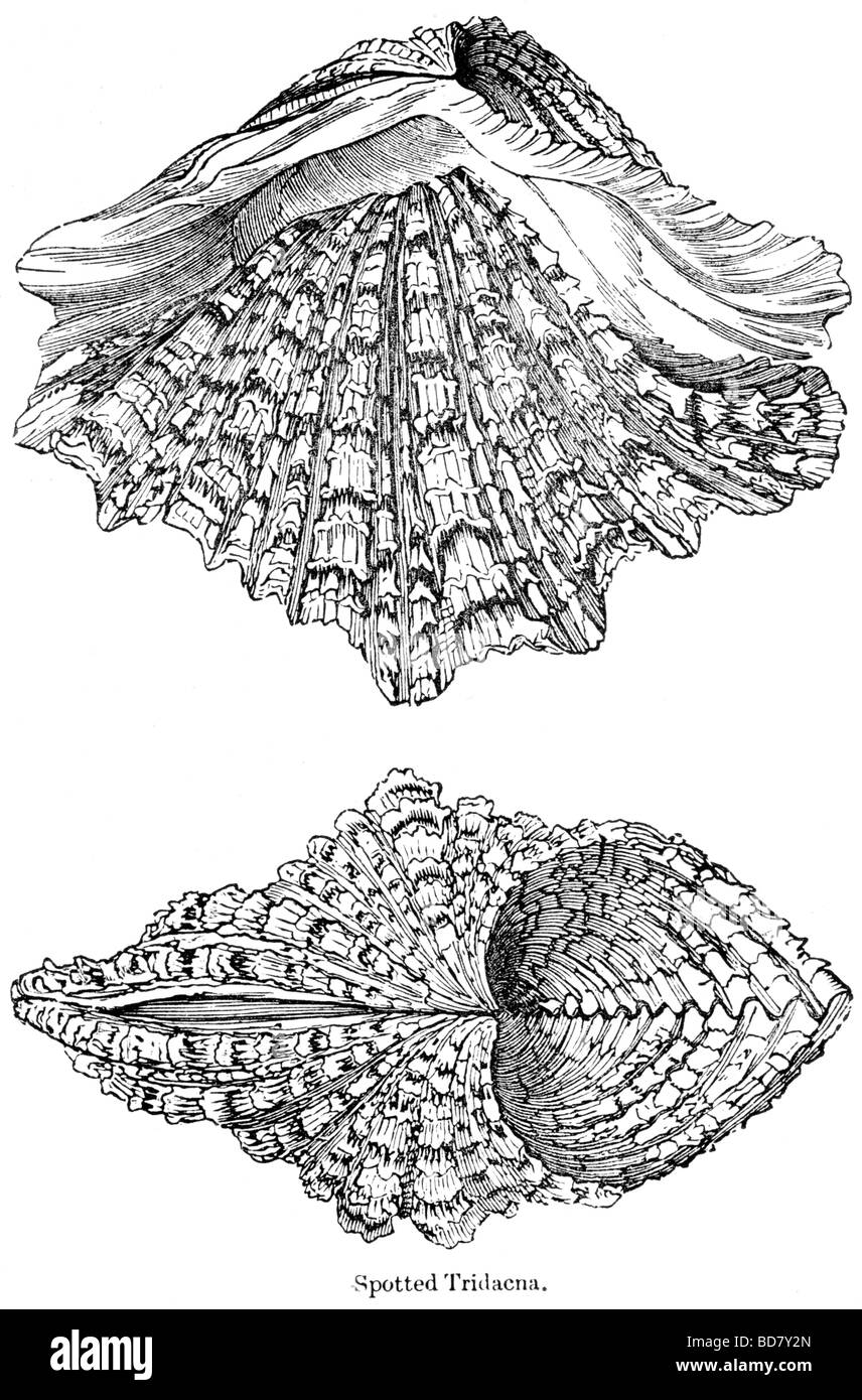 Spotted Seashell High Resolution Stock Photography and Images - Alamy