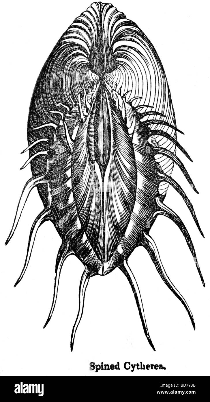 Cytherea hi-res stock photography and images - Alamy