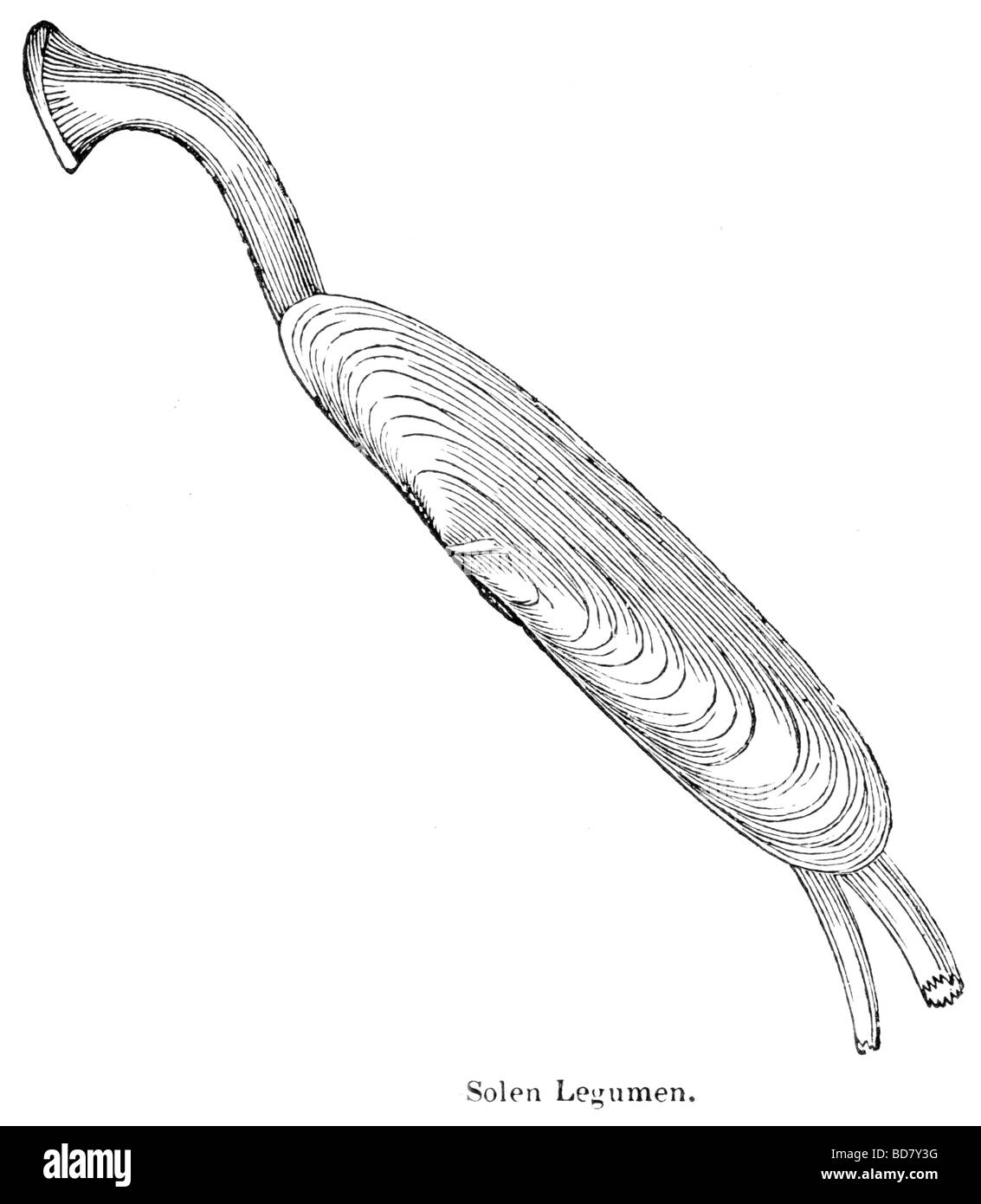 Solen hi-res stock photography and images - Alamy