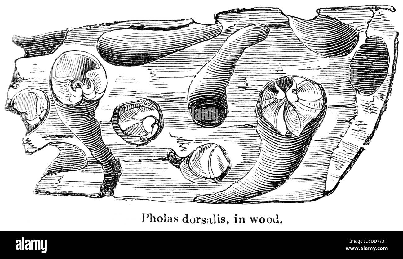 pholas dorsalis in wood Stock Photo - Alamy
