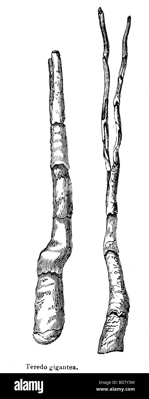 Teredo sea Black and White Stock Photos & Images - Alamy