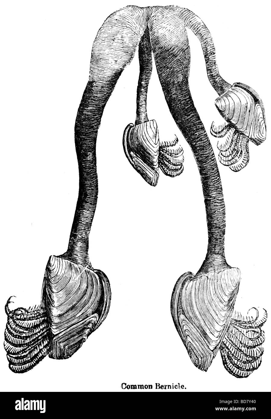 Common sea urchins hi-res stock photography and images - Alamy