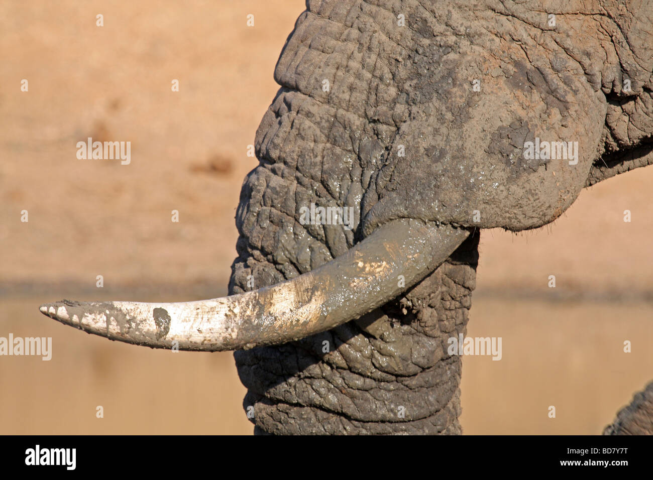 Big tusker hi-res stock photography and images - Alamy
