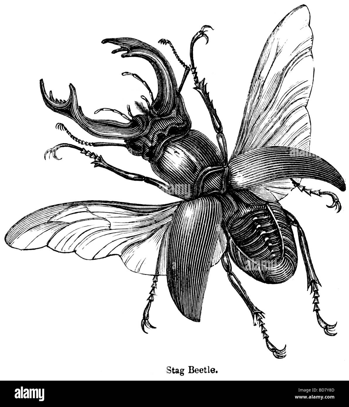 Stag beetle illustration hi-res stock photography and images - Alamy