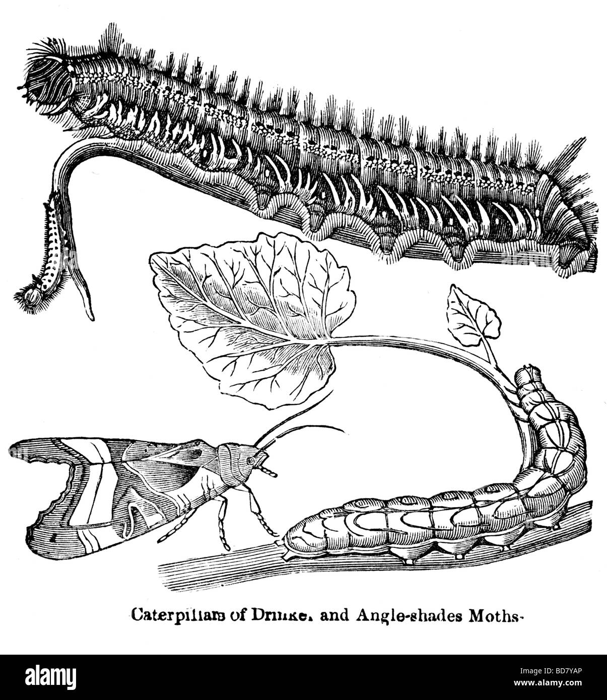 Retro shades Black and White Stock Photos & Images - Alamy