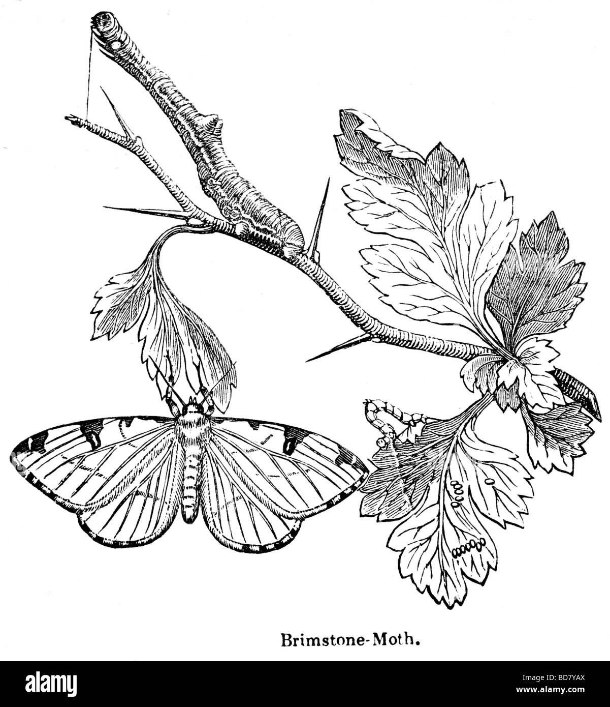 Moth house Black and White Stock Photos & Images - Alamy