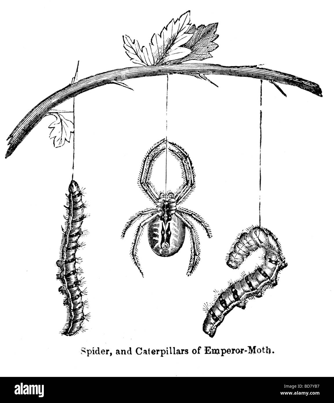 spider and caterpillars of emperor moth Stock Photo - Alamy