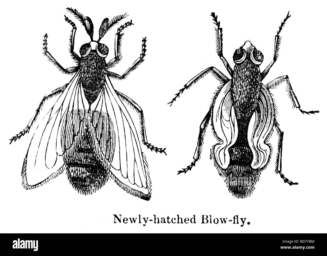 newly hatched blow fly Stock Photo - Alamy