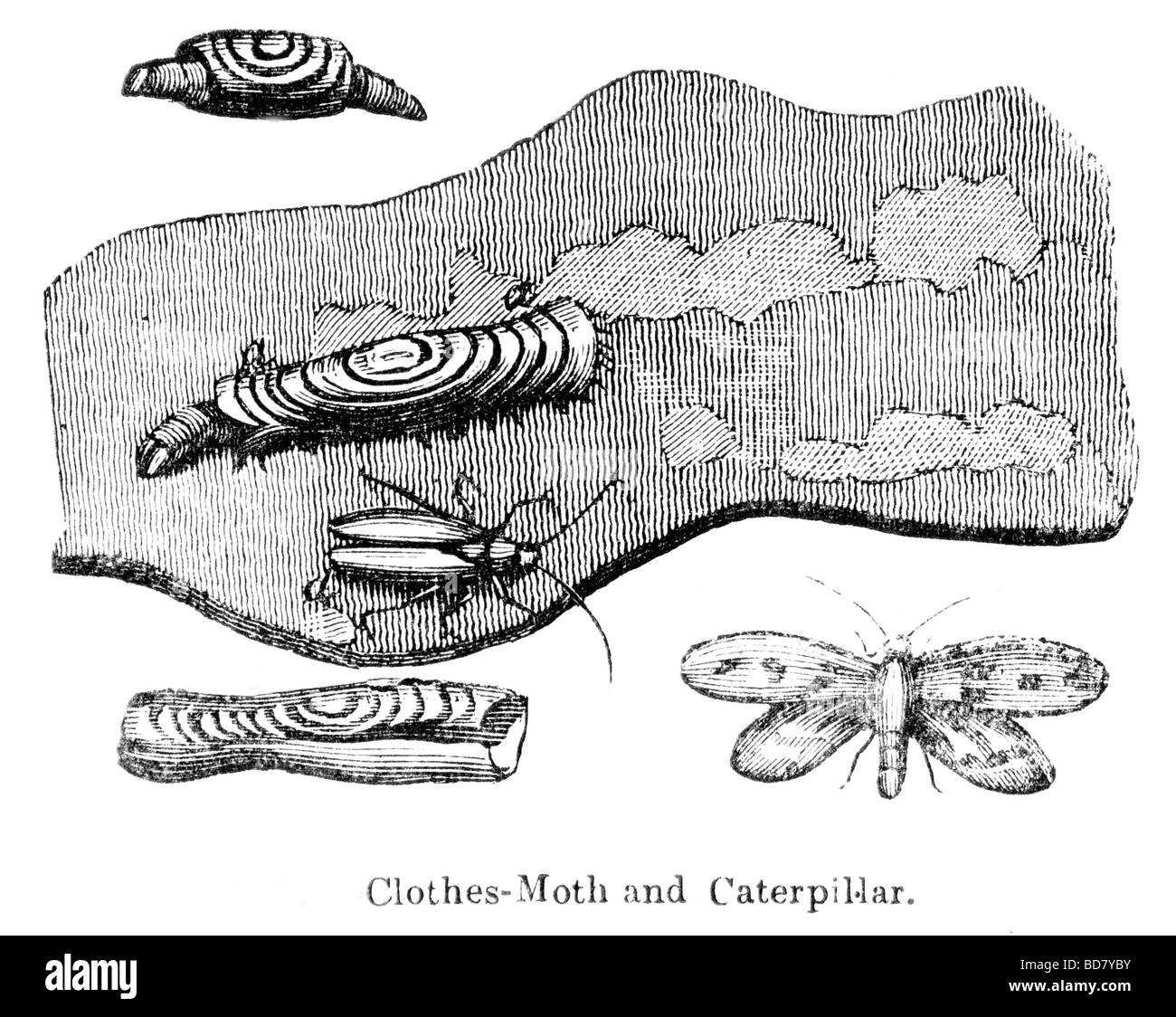 clothes moth and caterpillar Stock Photo - Alamy