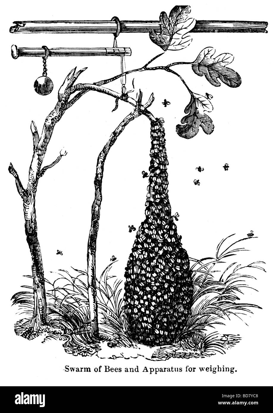 Honey bees swarm Black and White Stock Photos & Images - Alamy