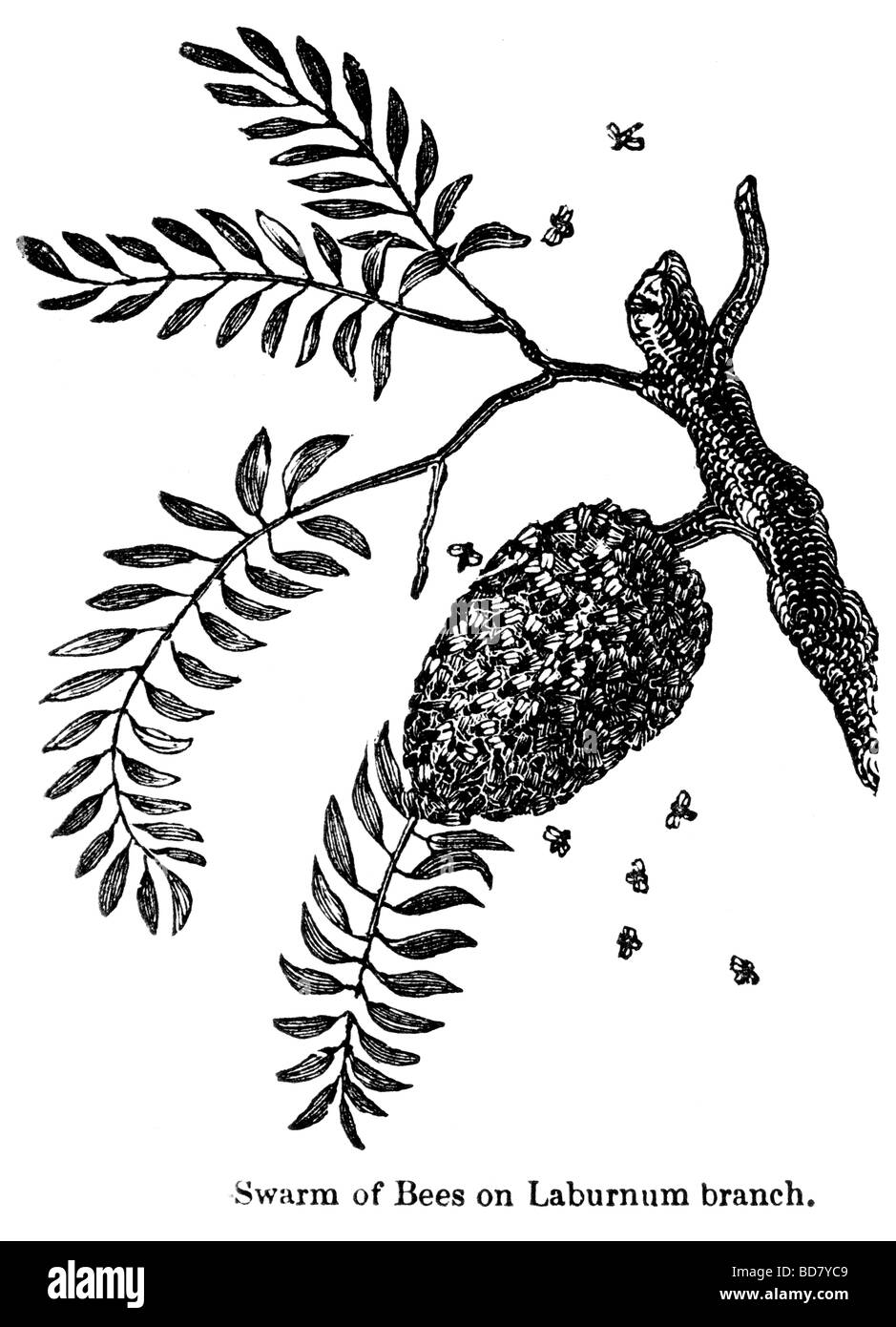 Branch bee hive Black and White Stock Photos & Images - Alamy